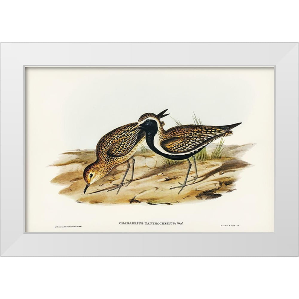 Gould, John 18x13 White Modern Wood Framed Museum Art Print Titled - Australian Golden Plover ...