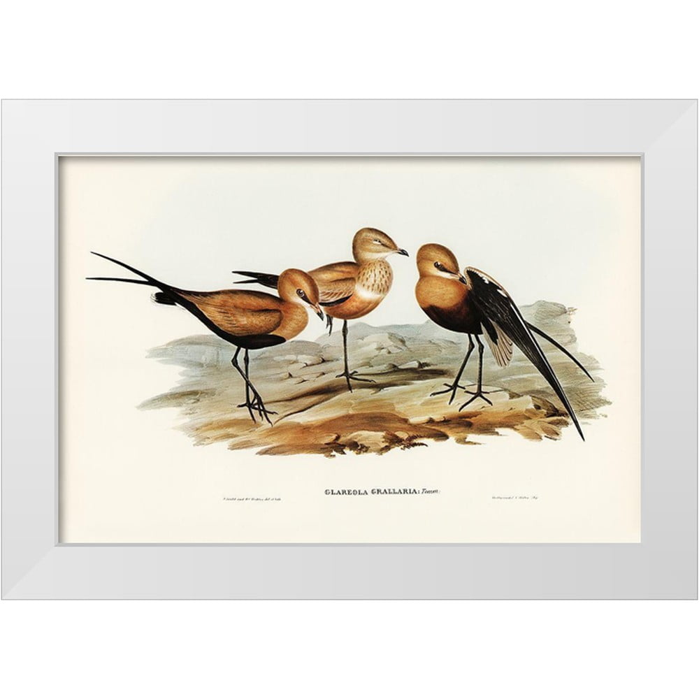 Gould, John 18x13 White Modern Wood Framed Museum Art Print Titled - Australian Pratincole ...