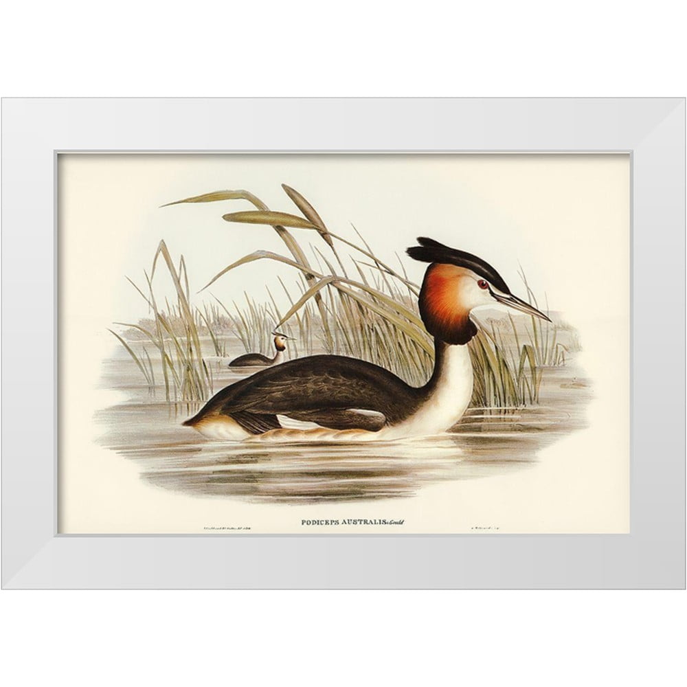 Gould, John 18x13 White Modern Wood Framed Museum Art Print Titled ...