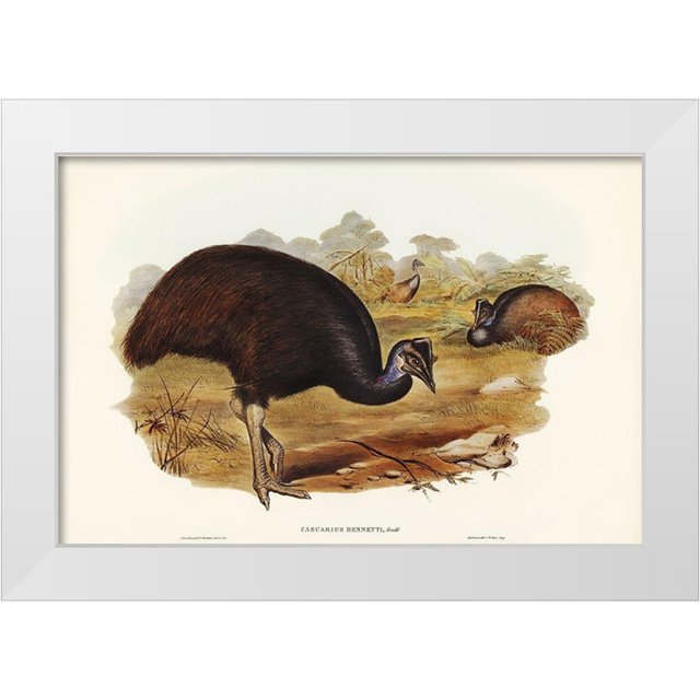 Gould, John 18x13 White Modern Wood Framed Museum Art Print Titled - Bennetts Cassowary ...