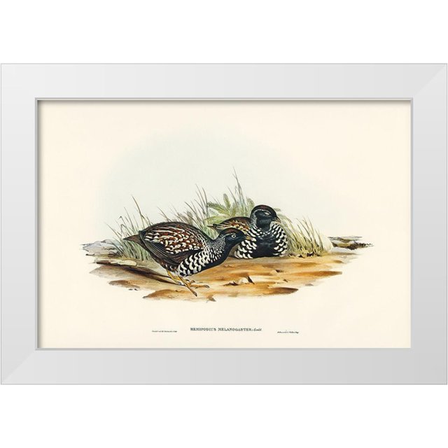 Gould, John 18x13 White Modern Wood Framed Museum Art Print Titled - Black-breasted Hemipode ...