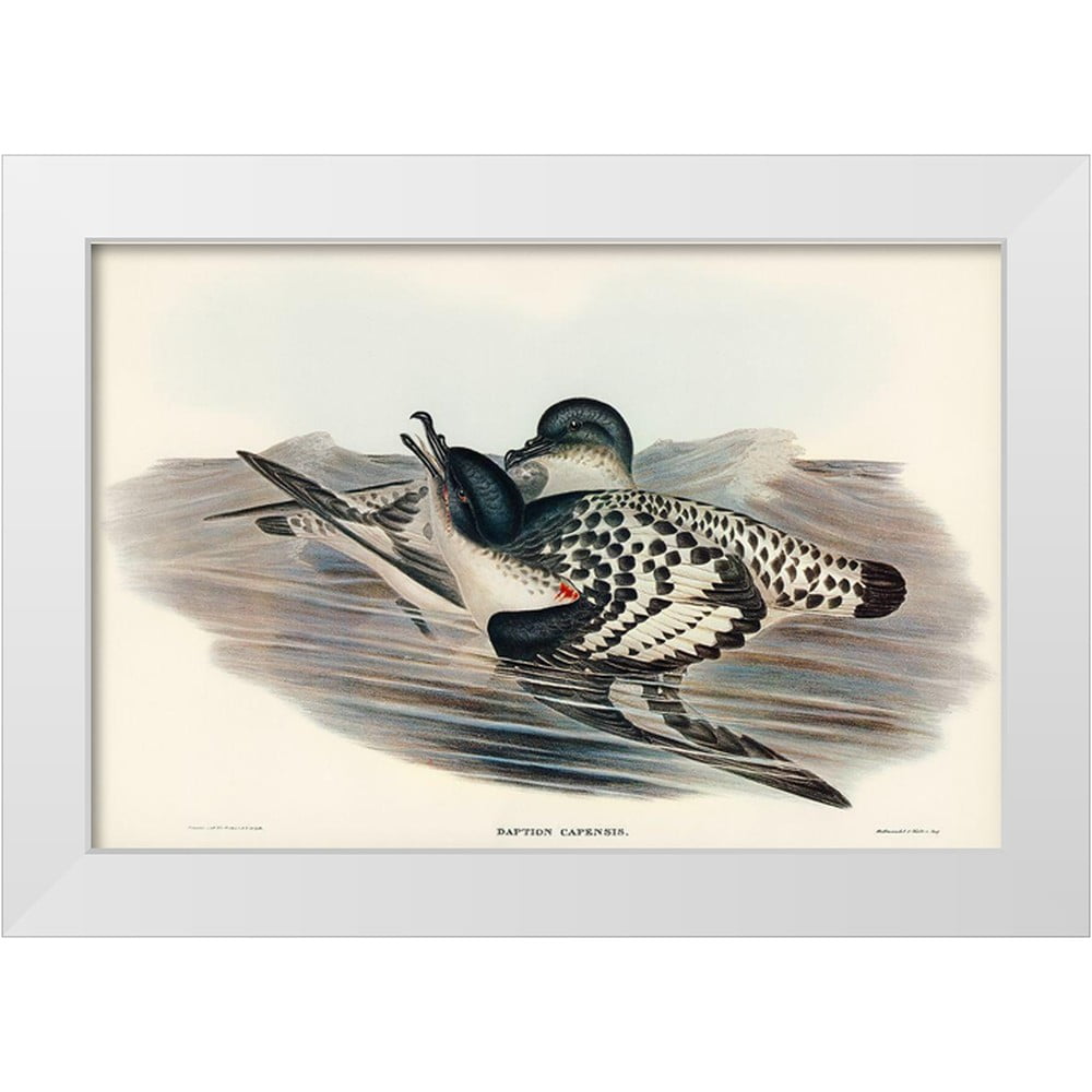 Gould, John 18x13 White Modern Wood Framed Museum Art Print Titled - Cape Petrel-Daption ...