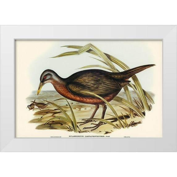 Gould, John 18x13 White Modern Wood Framed Museum Art Print Titled - Chestnut-bellied Rail ...