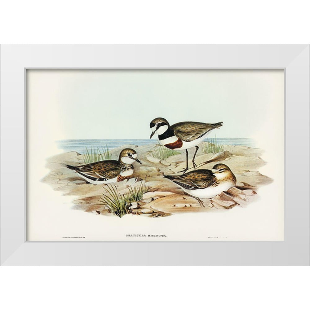 Gould, John 18x13 White Modern Wood Framed Museum Art Print Titled - Double-banded Dottrel ...