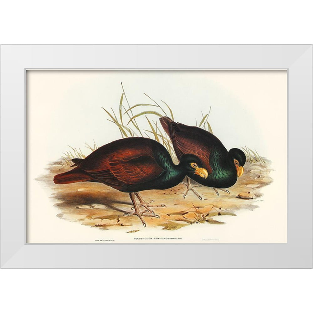 Gould, John 18x13 White Modern Wood Framed Museum Art Print Titled - Gnathodon-Gnathodon ...