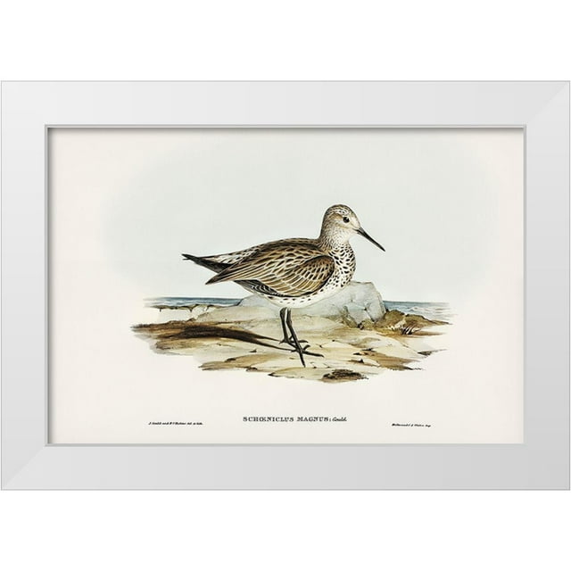 Gould, John 18x13 White Modern Wood Framed Museum Art Print Titled - Great Sandpiper-Schoeniclus ...