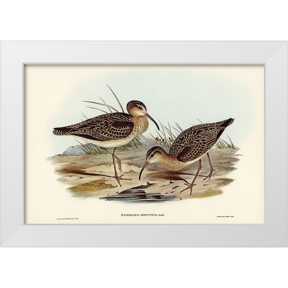 Gould, John 18x13 White Modern Wood Framed Museum Art Print Titled - Little Whimbrel-Numenius ...