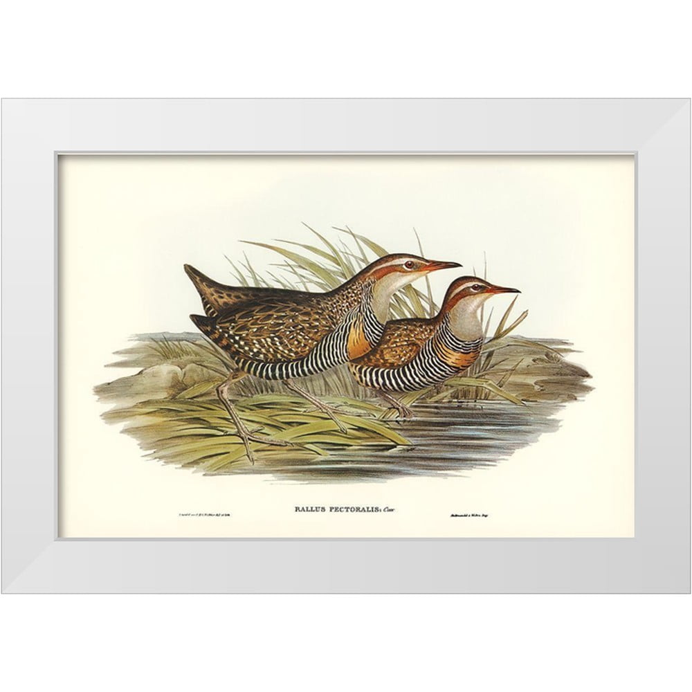 Gould, John 18x13 White Modern Wood Framed Museum Art Print Titled - Pectoral Rail-Rallus ...