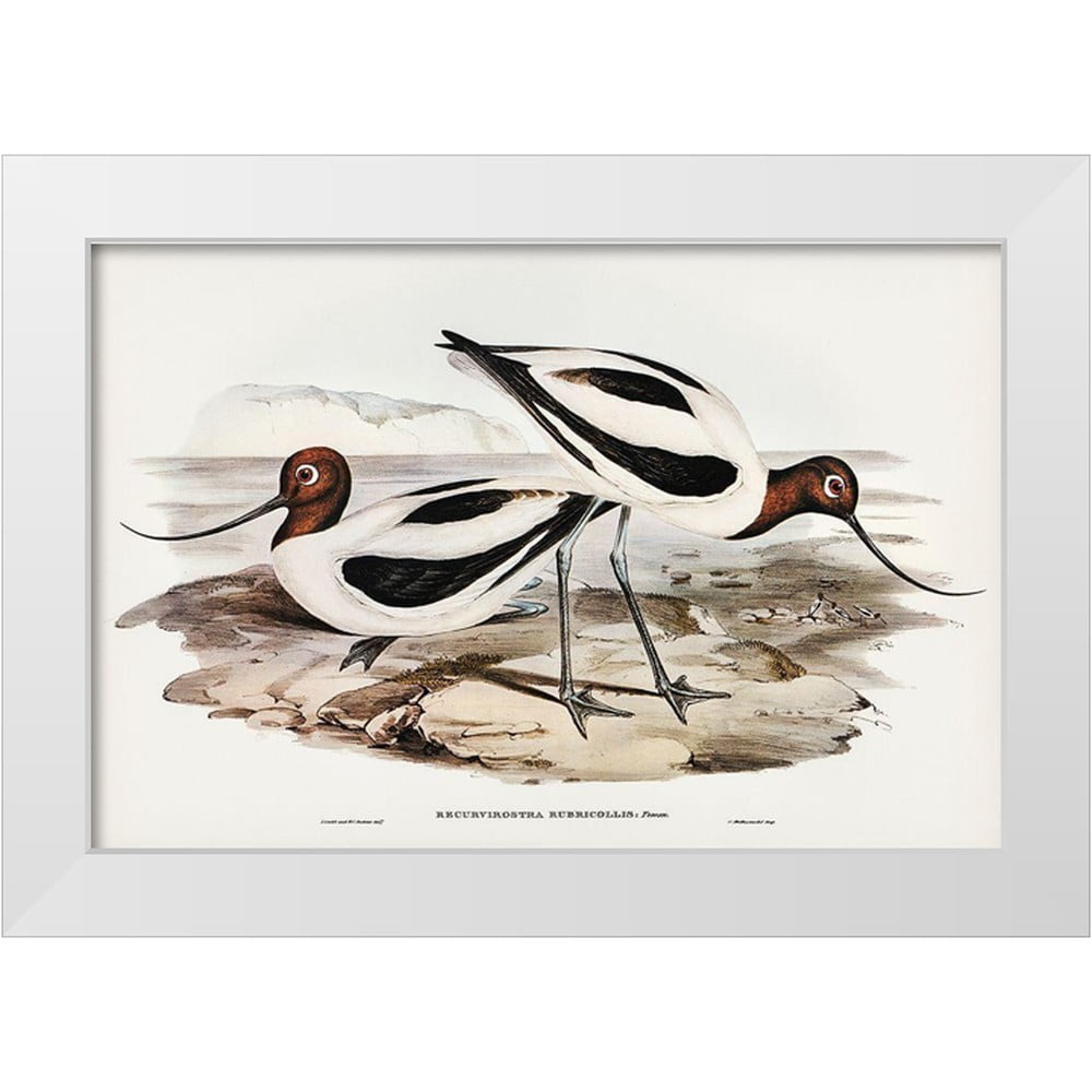 Gould, John 18x13 White Modern Wood Framed Museum Art Print Titled - Red-necked Avocet ...