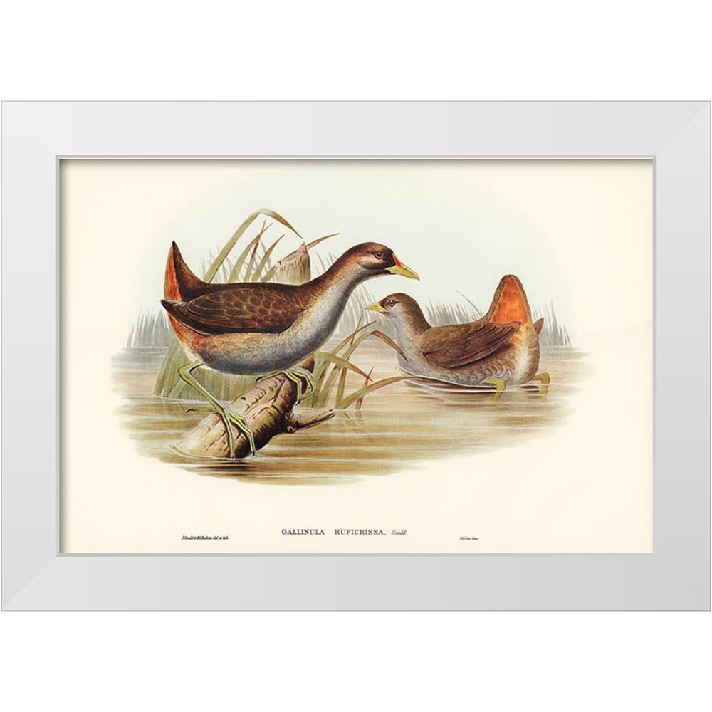 Gould, John 18x13 White Modern Wood Framed Museum Art Print Titled - Rufous-vented Gallinule ...