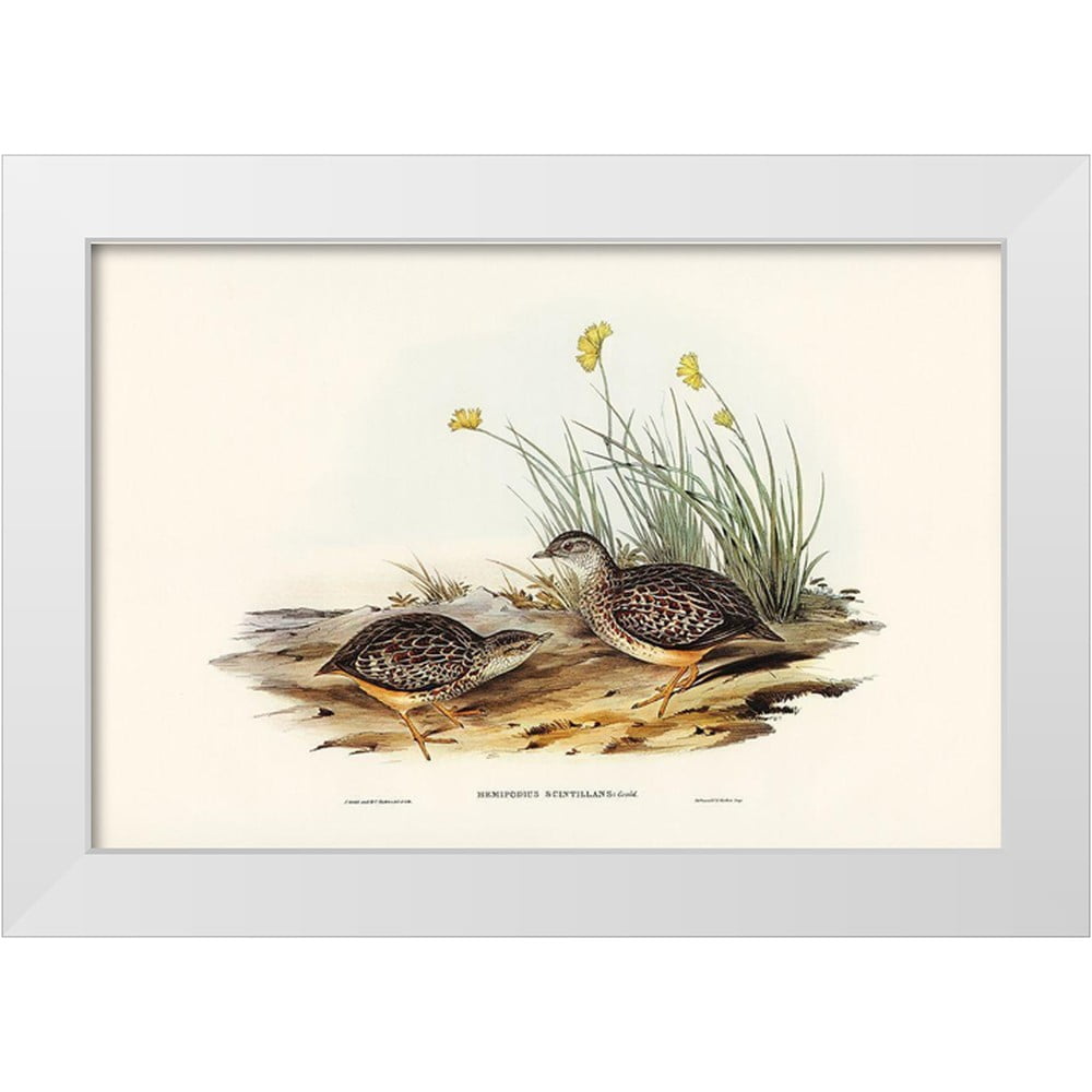 Gould, John 18x13 White Modern Wood Framed Museum Art Print Titled ...