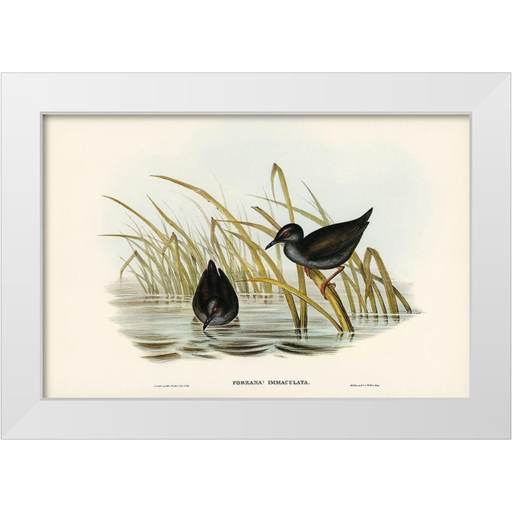 Gould, John 18x13 White Modern Wood Framed Museum Art Print Titled ...
