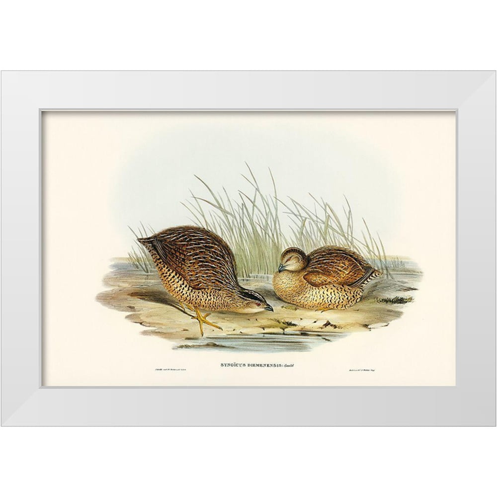 Gould, John 18x13 White Modern Wood Framed Museum Art Print Titled ...