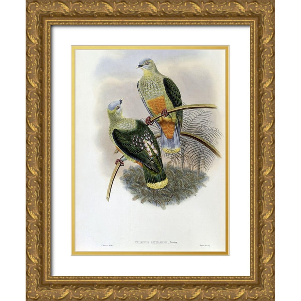 Gould, John 19x24 Gold Ornate Wood Framed with Double Matting Museum ...