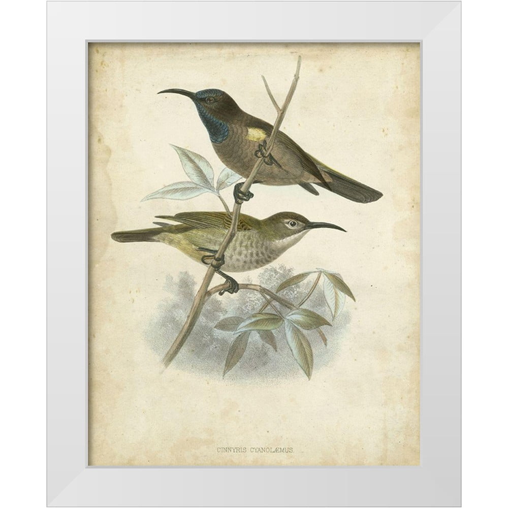 Gould, John 20x24 White Modern Wood Framed Museum Art Print Titled ...