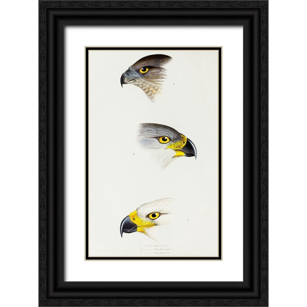 Gould, John 22x32 Black Ornate Wood Framed with Double Matting Museum ...