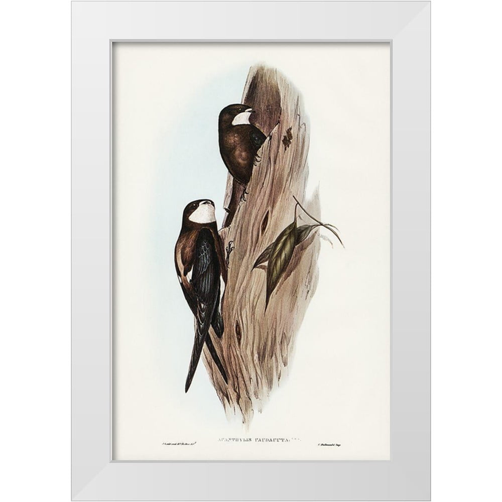 Gould, John 23x32 White Modern Wood Framed Museum Art Print Titled - Australian Spine-tailed ...
