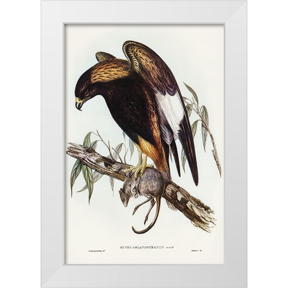 Gould, John 23x32 White Modern Wood Framed Museum Art Print Titled ...