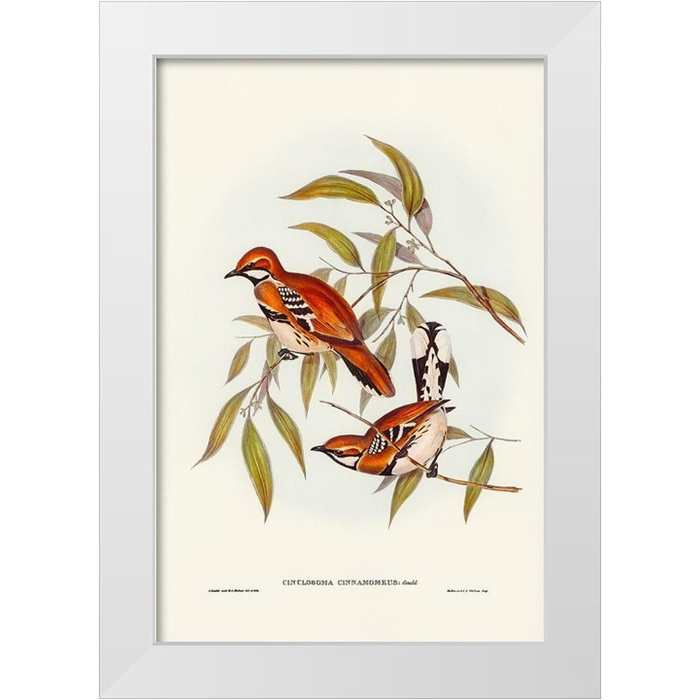 Gould, John 23x32 White Modern Wood Framed Museum Art Print Titled - Cinnamon-coloured ...