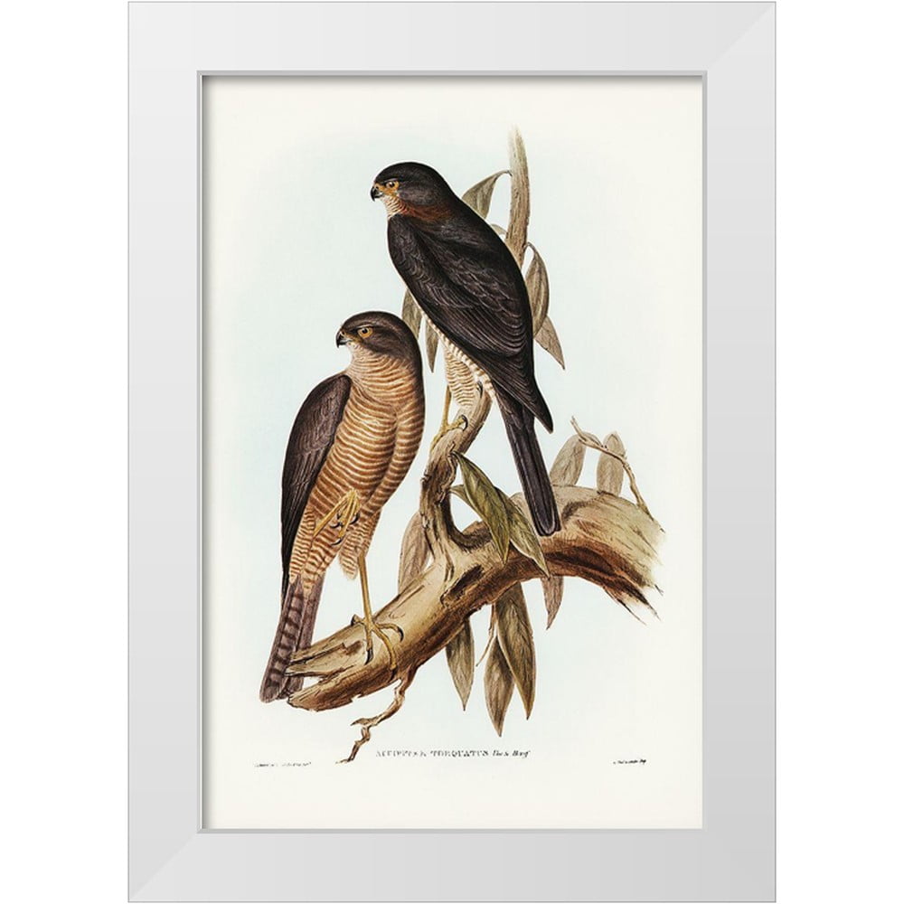 Gould, John 23x32 White Modern Wood Framed Museum Art Print Titled ...