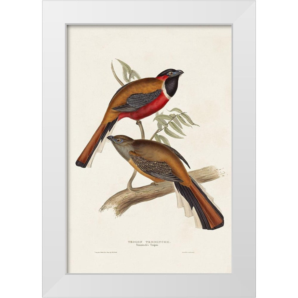 Gould, John 23x32 White Modern Wood Framed Museum Art Print Titled ...