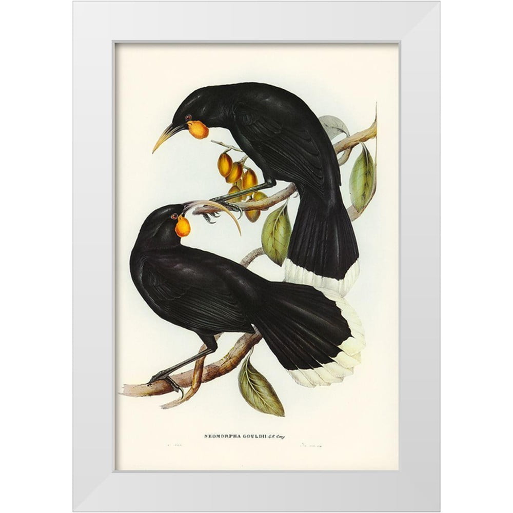 Gould, John 23x32 White Modern Wood Framed Museum Art Print Titled ...