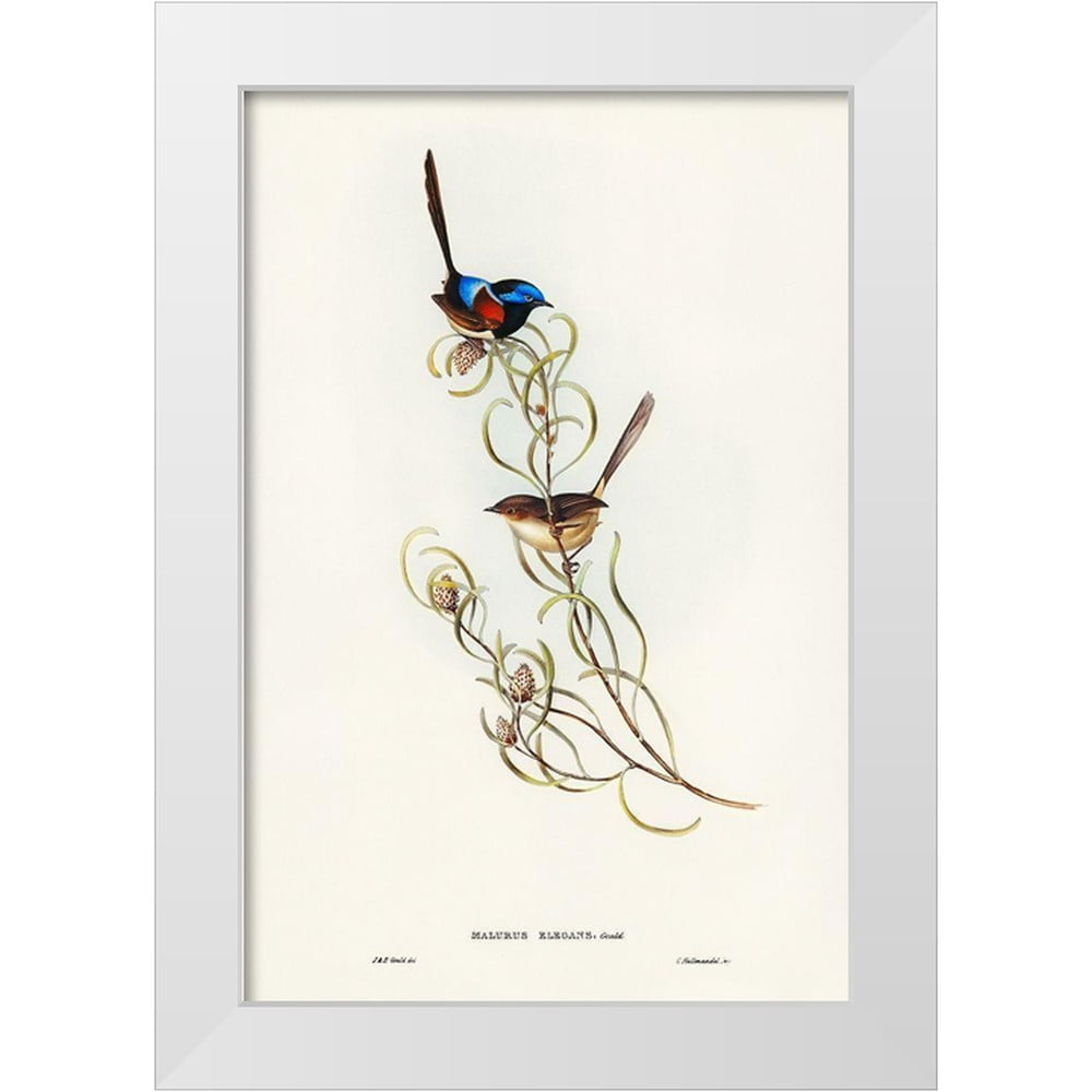 Gould, John 23x32 White Modern Wood Framed Museum Art Print Titled - Graceful Wren-Malurus ...