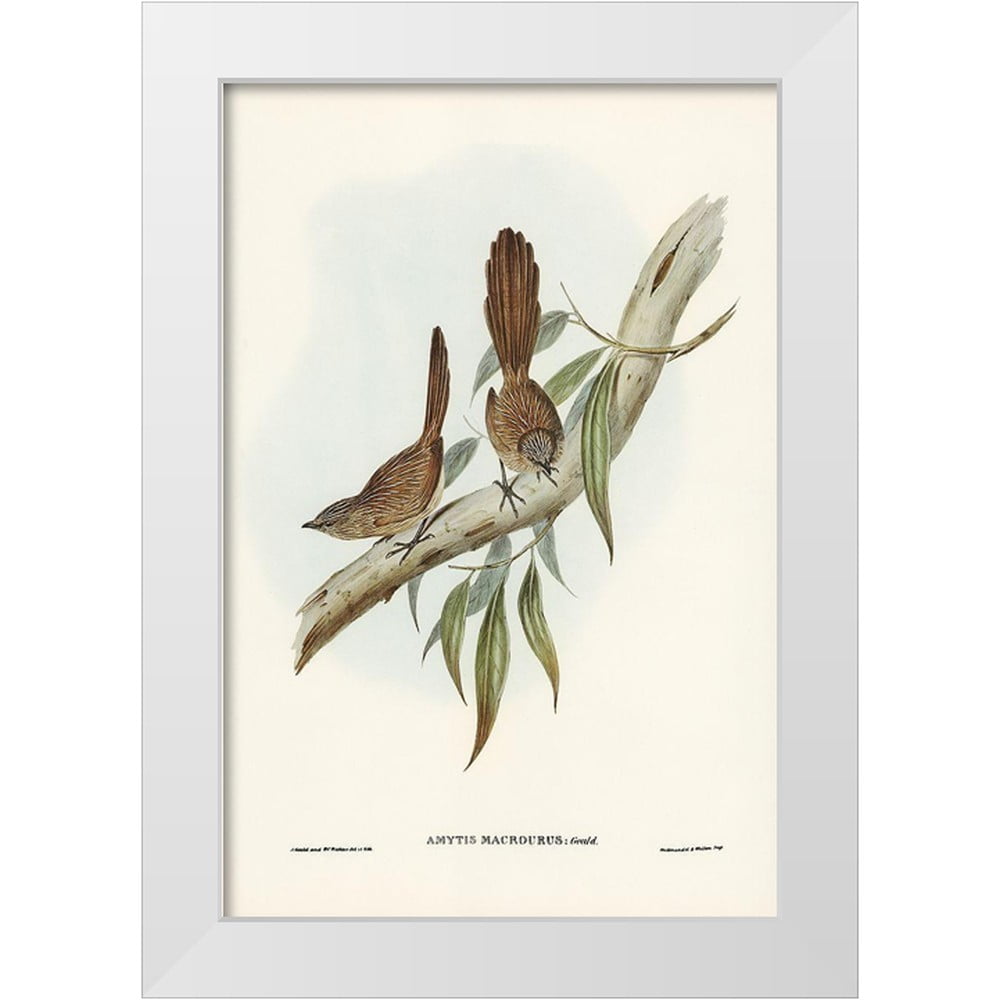 Gould, John 23x32 White Modern Wood Framed Museum Art Print Titled - Large-tailed Wren-Amytis ...