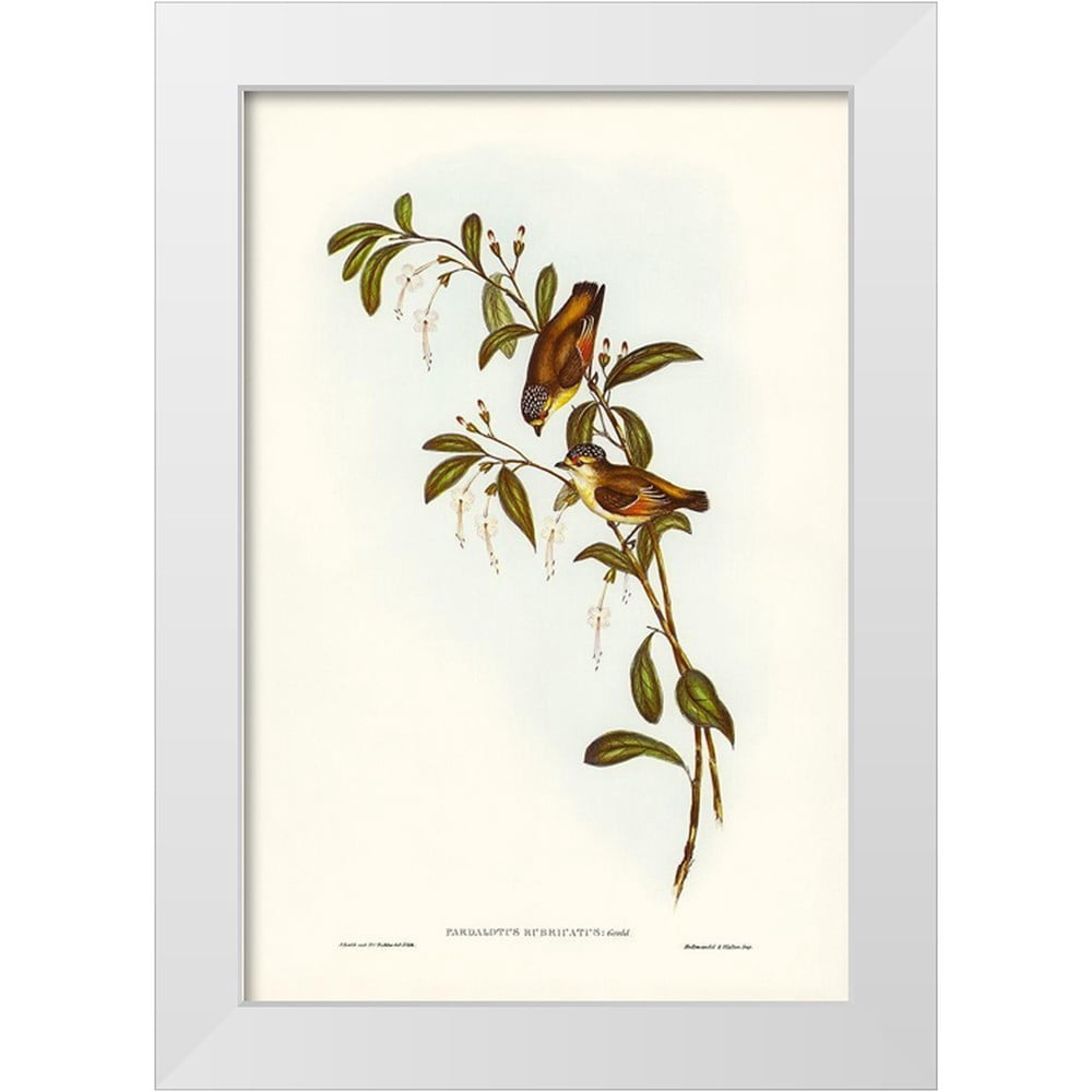 Gould, John 23x32 White Modern Wood Framed Museum Art Print Titled ...