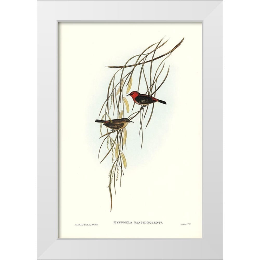 Gould, John 23x32 White Modern Wood Framed Museum Art Print Titled ...