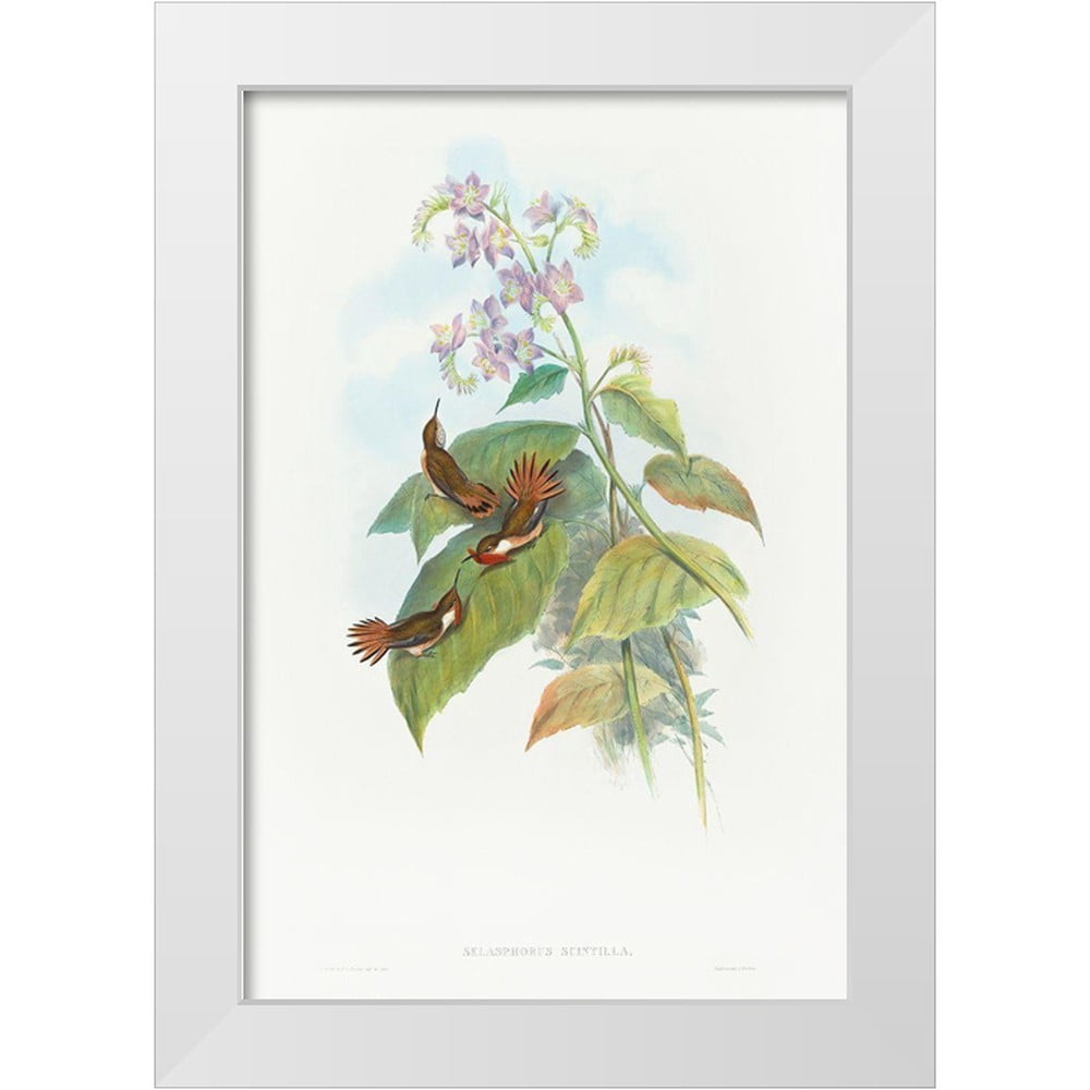Gould, John 23x32 White Modern Wood Framed Museum Art Print Titled ...