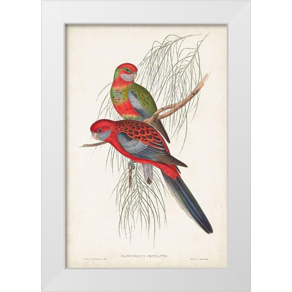Gould, John 23x32 White Modern Wood Framed Museum Art Print Titled - Tropical Parrots III ...