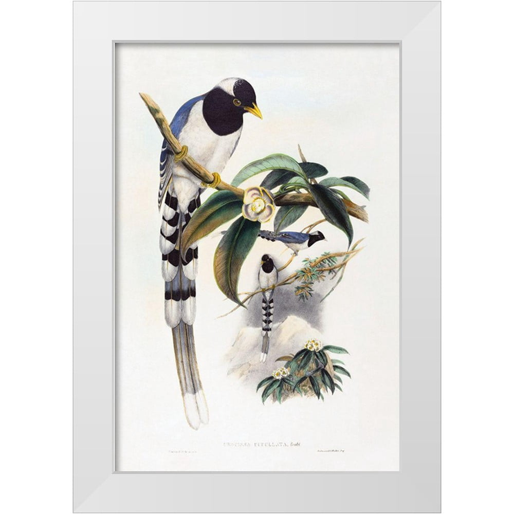 Gould, John 23x32 White Modern Wood Framed Museum Art Print Titled ...