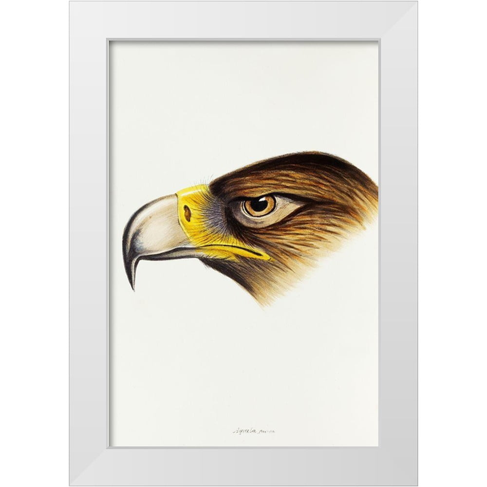 Gould, John 23x32 White Modern Wood Framed Museum Art Print Titled ...