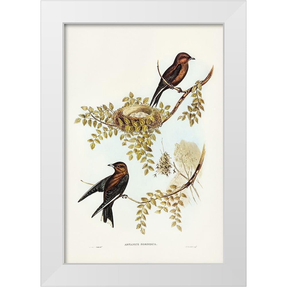 Gould, John 23x32 White Modern Wood Framed Museum Art Print Titled ...