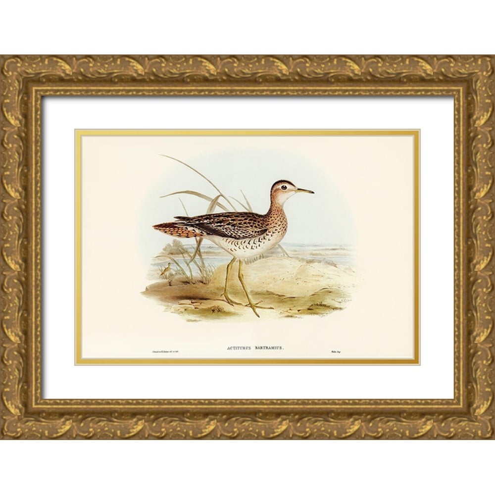 Gould, John 24x17 Gold Ornate Wood Framed with Double Matting Museum ...