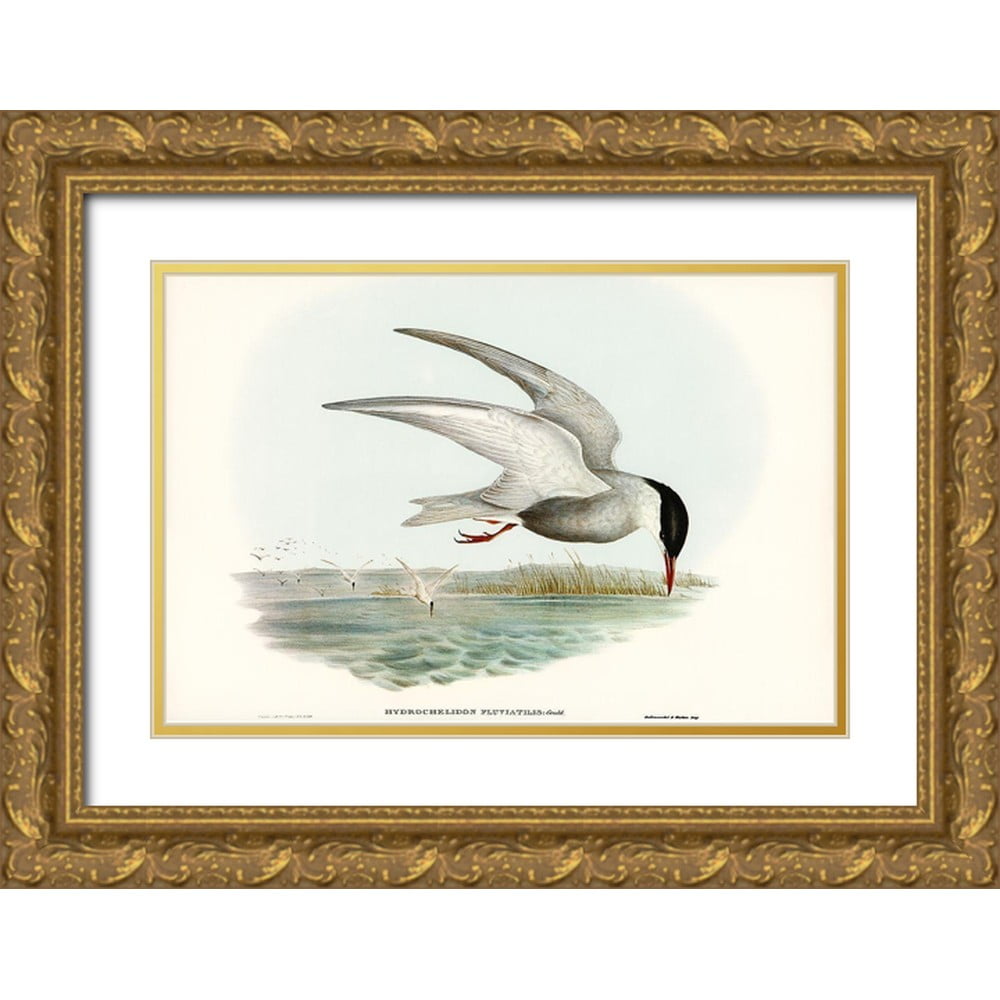 Gould, John 24x17 Gold Ornate Wood Framed with Double Matting Museum Art Print Titled - Marsh ...