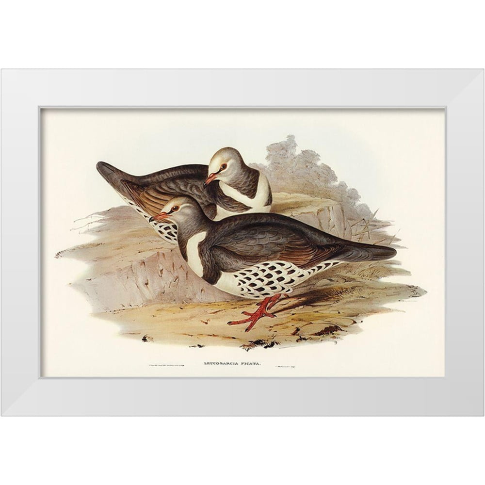 Gould, John 24x17 White Modern Wood Framed Museum Art Print Titled ...