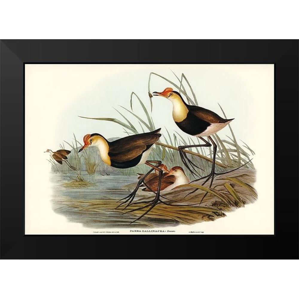 Gould, John 24x18 Black Modern Framed Museum Art Print Titled ...