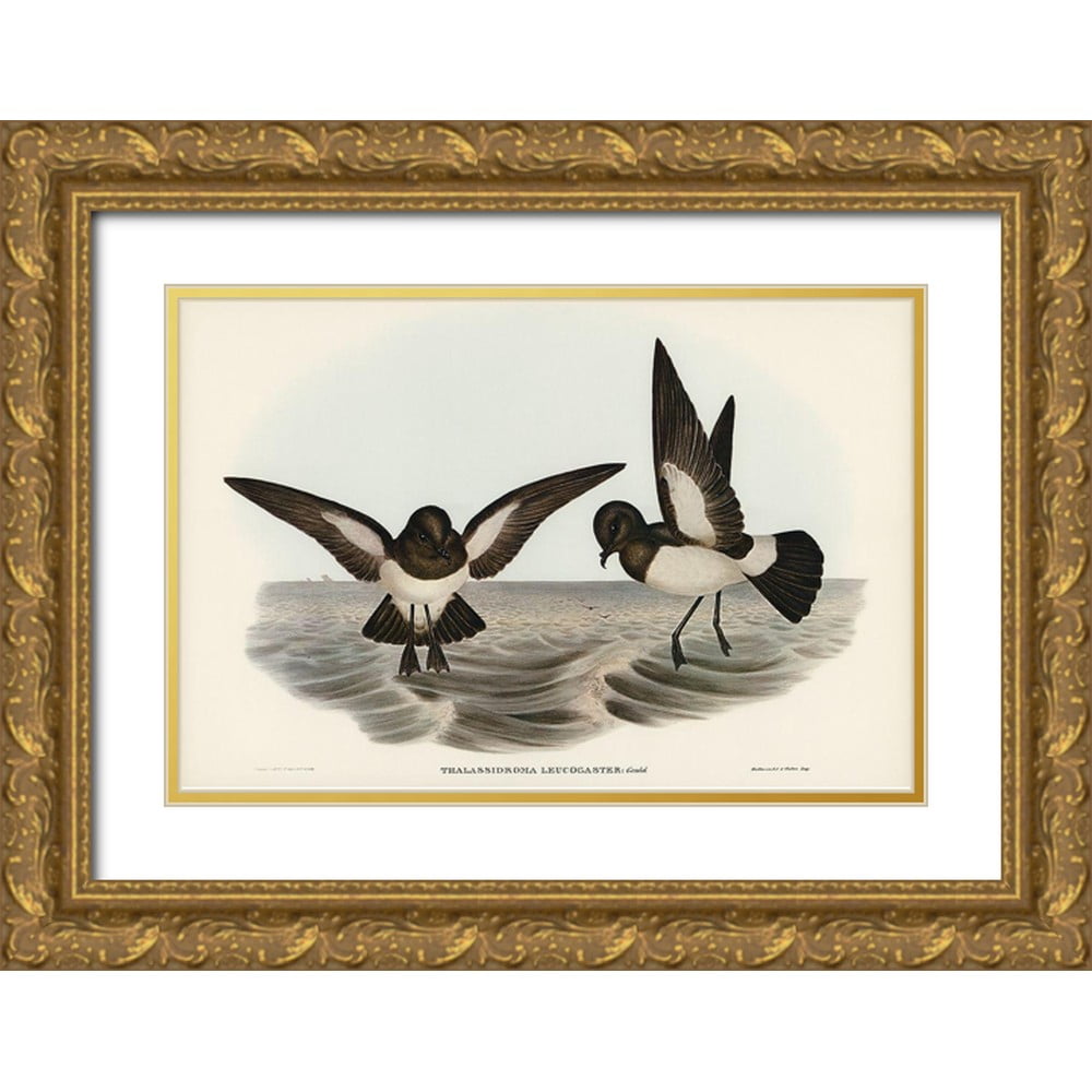 Gould, John 32x23 Gold Ornate Wood Framed with Double Matting Museum ...