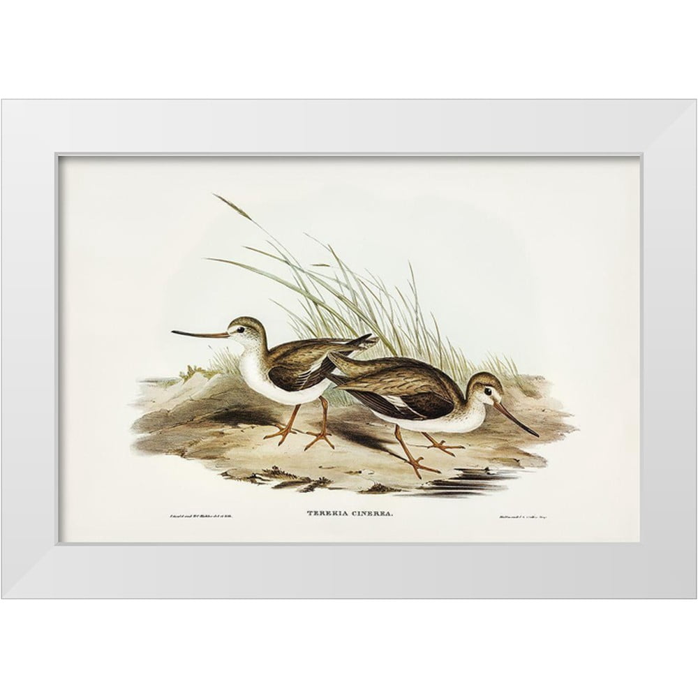 Gould, John 32x23 White Modern Wood Framed Museum Art Print Titled ...