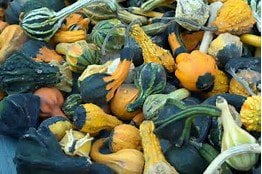 Gourd Large Mix Great Heirloom Vegetable NSD3 by Seed Kingdom Bulk 1 Lb ...