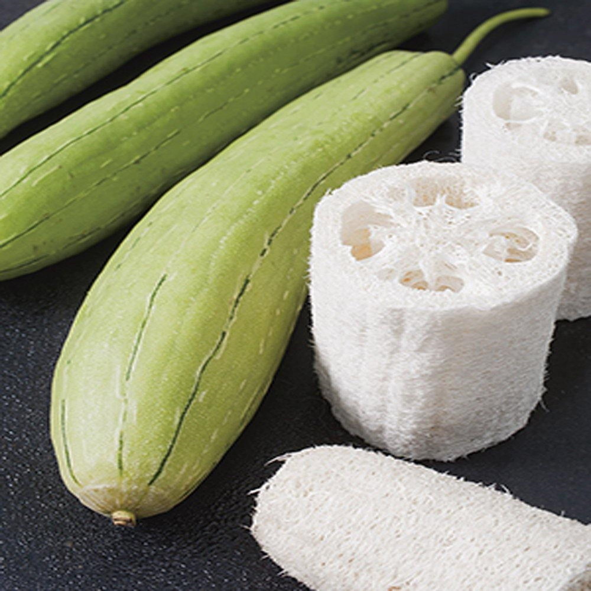 Organic Gourd Luffa Seeds, Grow Your Own Luffa Gourds, 100 Non-GMO ...