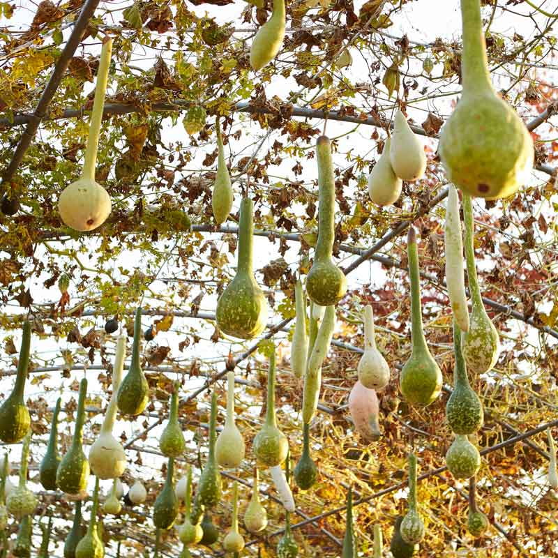 Eden Brothers Gourd Seeds - Dipper - Walmart.com