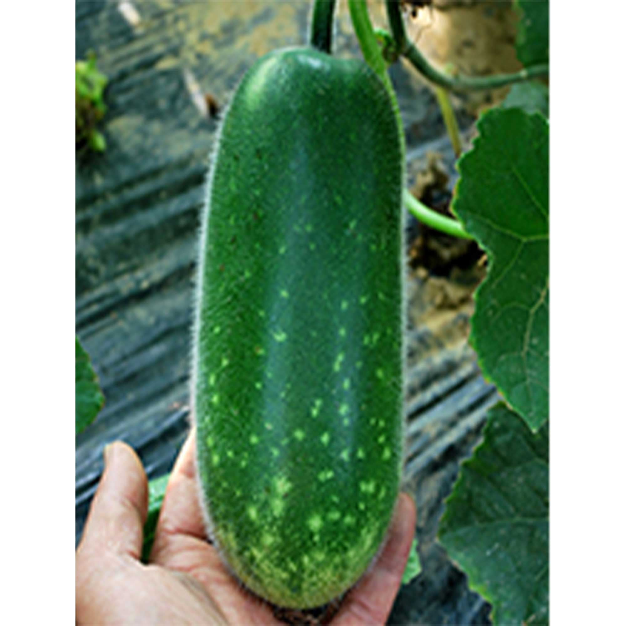 Kitazawa Seed Company 560 Asian Hybrid Gourd Planting Seeds, Non GMO ...