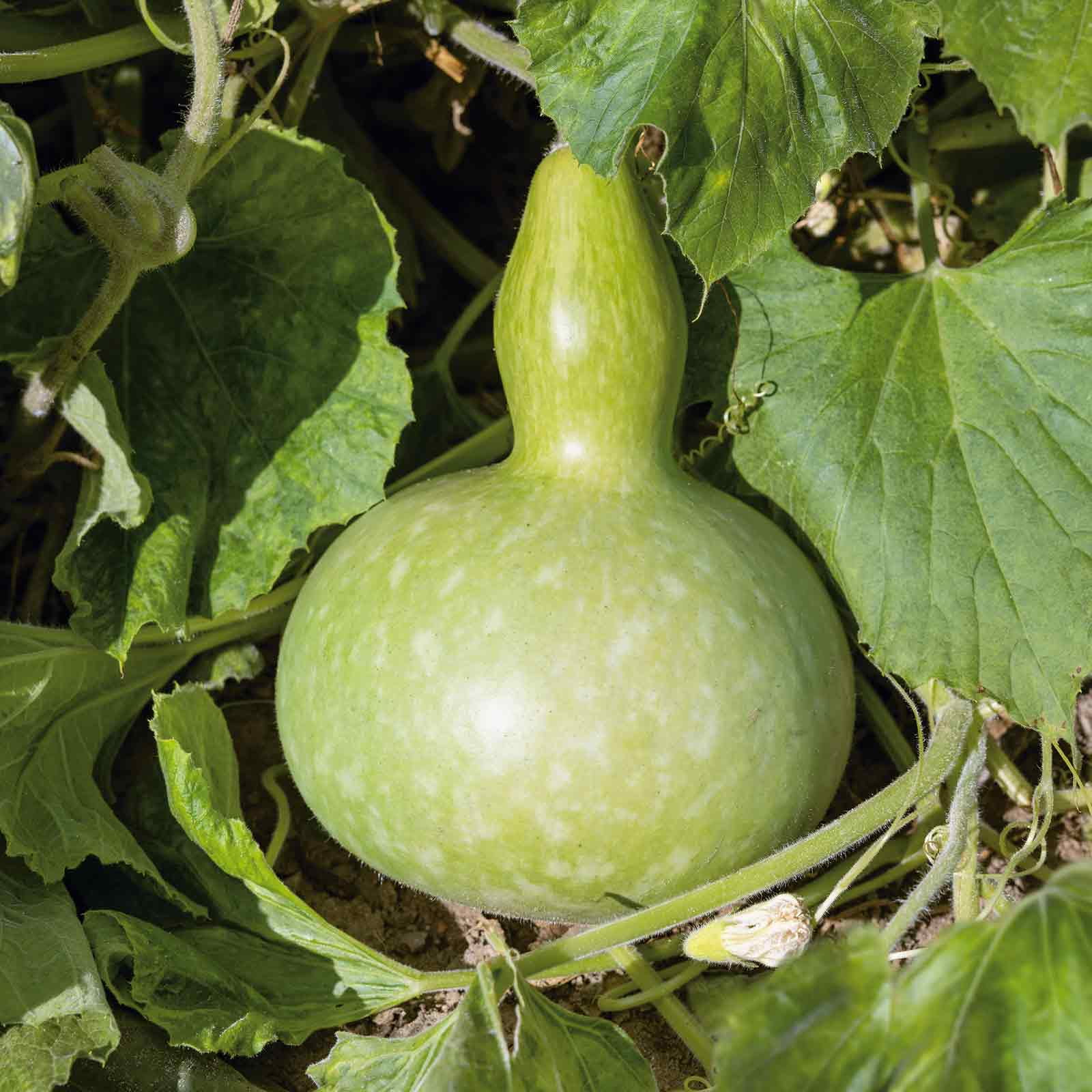 Gourd Seeds - Giant Bottle - Packet - Vegetable Seeds, Open Pollinated ...