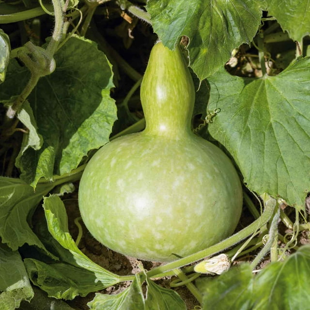 Gourd Seeds - Giant Bottle - Packet - Vegetable Seeds, Open Pollinated ...