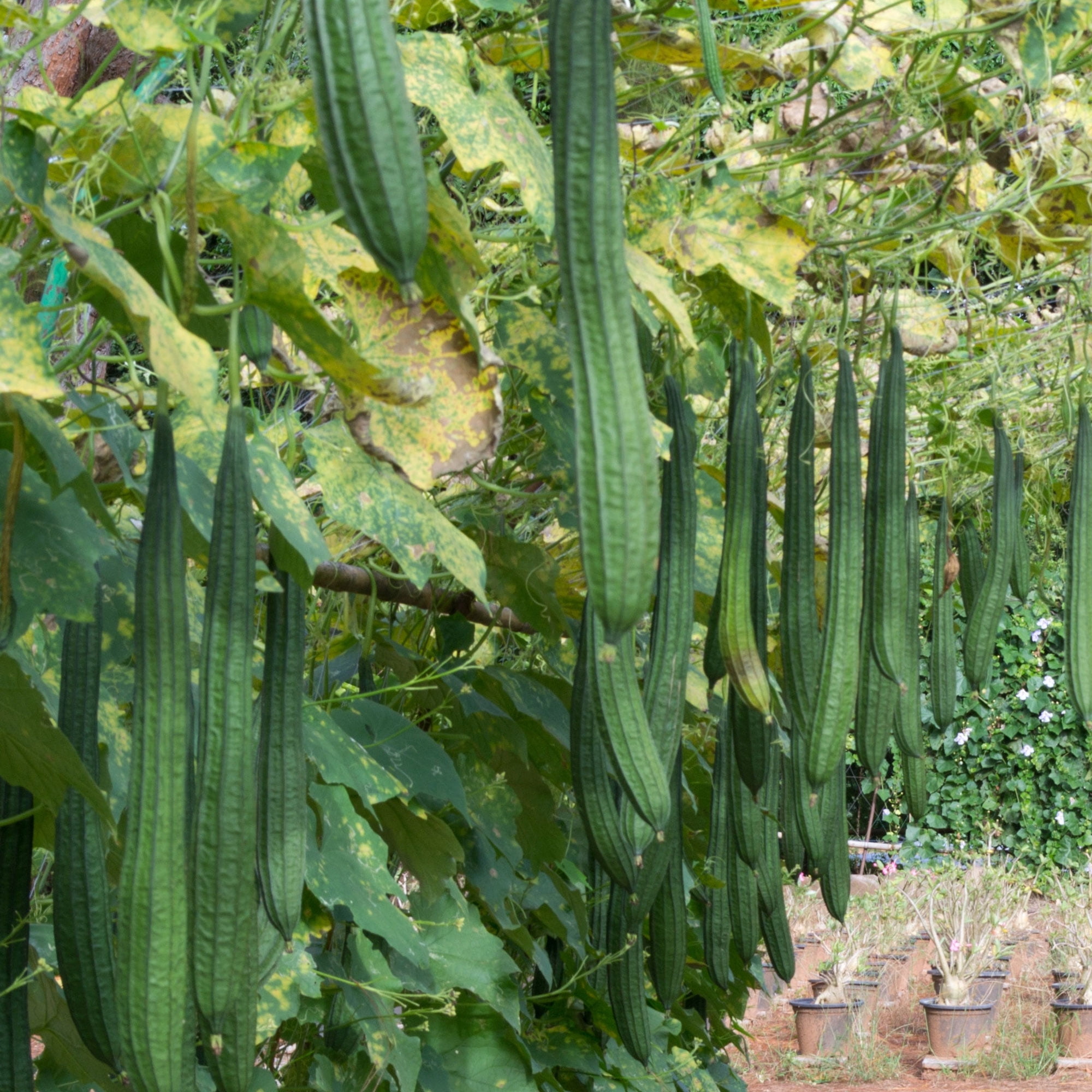 Gourd Seeds - Haa Sing - Hybrid - 1 Lb ~2240 Seeds - Non-GMO, F1 Hybrid ...