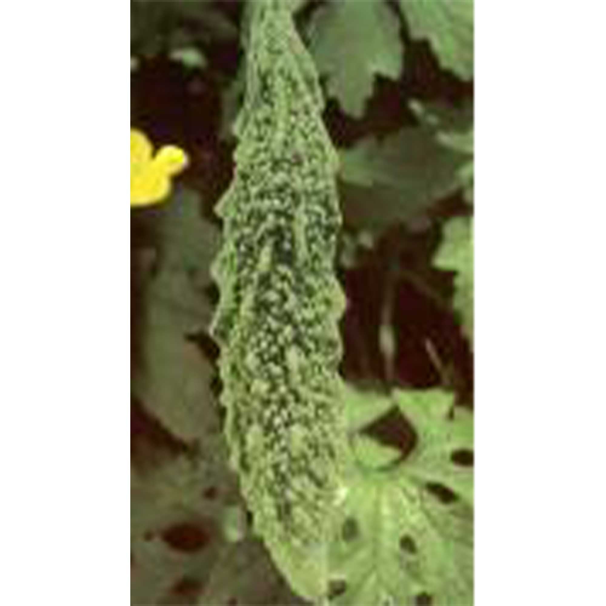 Non-GMO, F1 Hybrid Indian Bitter Gourd Seeds - 2g Packet, ~10 Seeds ...