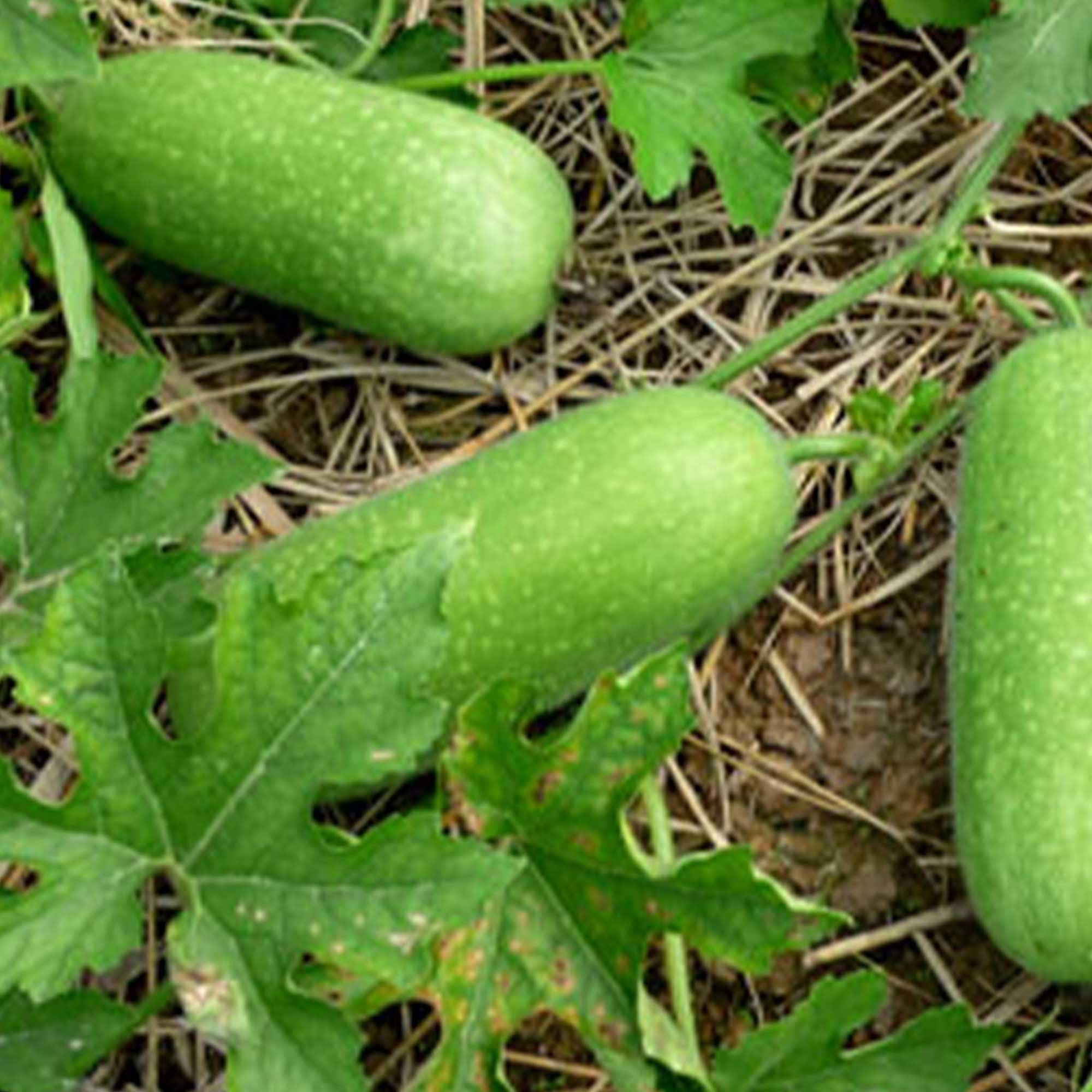 Gourd Seeds - Lai Jud - Hybrid - 1 Oz ~140 Seeds - Non-GMO, F1 Hybrid ...